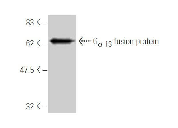 Anti-Gα 13 Antibody (6F6-B5) | SCBT - Santa Cruz Biotechnology
