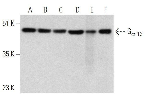 Gα 13 Antibody (6F6-B5) | SCBT - Santa Cruz Biotechnology