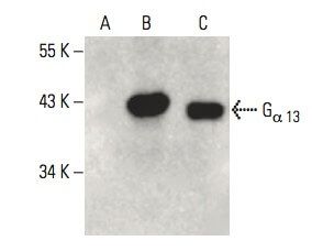 Gα 13 Antibody (A-6) | SCBT - Santa Cruz Biotechnology