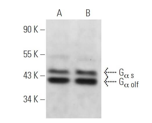 Gα s/olf Antibody (C-18) | SCBT - Santa Cruz Biotechnology