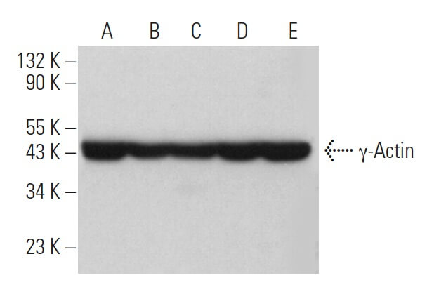 γ-Actin Antibody (1-17) | SCBT - Santa Cruz Biotechnology