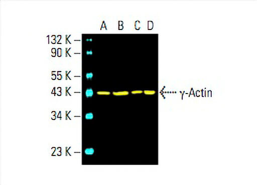 γ-Actin Antibody (1-17) | SCBT - Santa Cruz Biotechnology