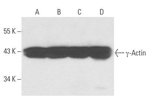 γ-Actin Antibody (2-2) | SCBT - Santa Cruz Biotechnology