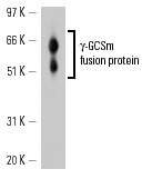 γ-GCSm Antibody (E-4) | SCBT - Santa Cruz Biotechnology