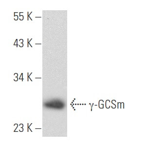 γ-GCSm Antibody (G-4) | SCBT - Santa Cruz Biotechnology