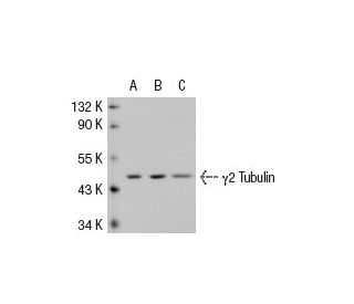 γ Tubulin Antibody (TU-30) - Western Blotting - Image 36647