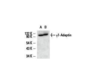 γ1-Adaptin Antibody (C-2) | SCBT - Santa Cruz Biotechnology