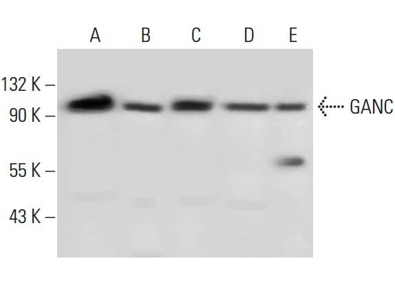 GANC Antibody (D-1) | SCBT - Santa Cruz Biotechnology