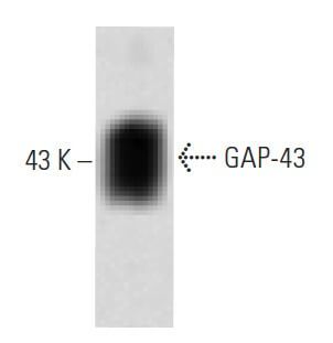 GAP-43 Antibody (31) | SCBT - Santa Cruz Biotechnology