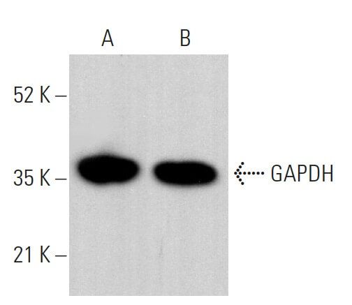 GAPDH Antibody (FL-335) | SCBT - Santa Cruz Biotechnology