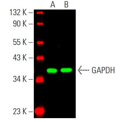 Anti-GAPDH Antibody (G-9) | SCBT - Santa Cruz Biotechnology