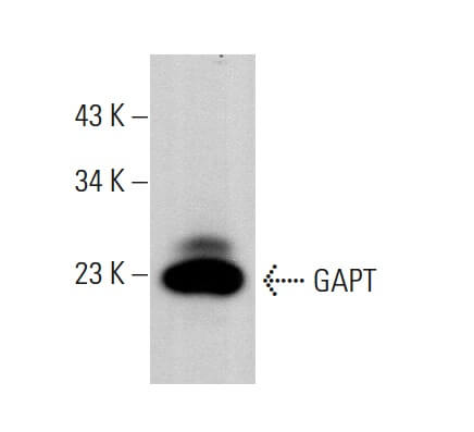 Anti-GAPT Antibody (B-6) | SCBT - Santa Cruz Biotechnology