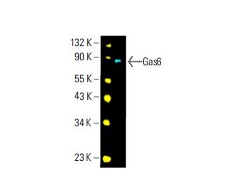 Gas6 Antibody (A-9) - Western Blotting - Image 395861