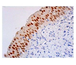 GATA-3 Antibody (HG3-31) - Immunohistochemistry - Image 352891