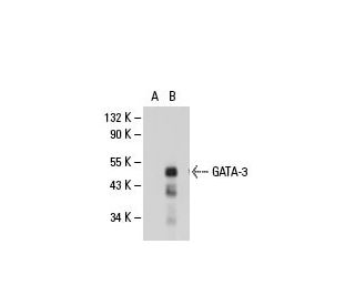 GATA-3 Antibody (HG3-31) - Western Blotting - Image 20320