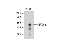 Anti-GATA-3 Antibody (HG3-31) | SCBT - Santa Cruz Biotechnology