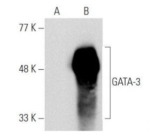 GATA-3 Antibody (HG3-31) - Western Blotting - Image 358376