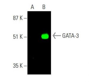 GATA-3 Antibody (HG3-31) - Western Blotting - Image 369519