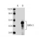 GATA3 Antibody (HG3-35) | SCBT - Santa Cruz Biotechnology