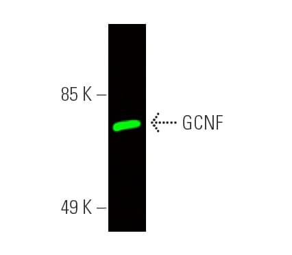 Anti-GCNF Antibody (B-2) | SCBT - Santa Cruz Biotechnology