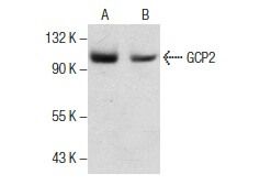 GCP2抗体 (D-5) | SCBT - Santa Cruz Biotechnology
