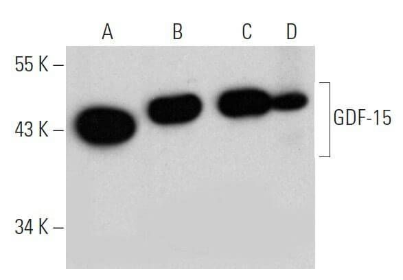 GDF-15 Antibody (H-2) | SCBT - Santa Cruz Biotechnology