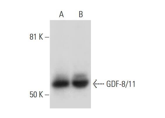 GDF-8/11 Antibody (C-20) | SCBT - Santa Cruz Biotechnology