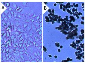Geneticin (G418) Sulfate | CAS 108321-42-2 | SCBT - Santa Cruz ...