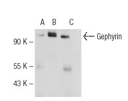 Anti-Gephyrin Antibody (G-6) | SCBT - Santa Cruz Biotechnology