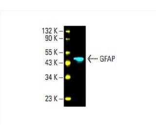 GFAP Antibody (2E1) - Western Blotting - Image 393142