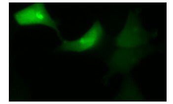 GFP抗体 (1A5) | SCBT - Santa Cruz Biotechnology