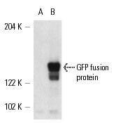 GFP Antibody (I-16) | SCBT - Santa Cruz Biotechnology