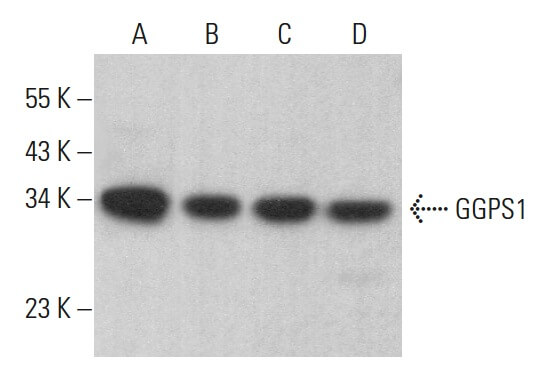 Anti-GGPS1 Antibody (B-2) | SCBT - Santa Cruz Biotechnology