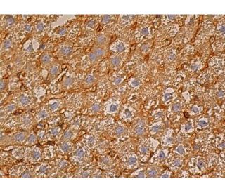 GHR Antibody (B-10) - Immunohistochemistry - Image 383625