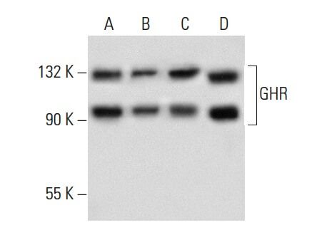 GHR抗体 (B-10) | SCBT - Santa Cruz Biotechnology