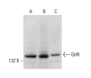 GHR Antibody (B-10) - Western Blotting - Image 381782