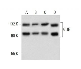 GHR 항체 (H-300) | SCBT - Santa Cruz Biotechnology