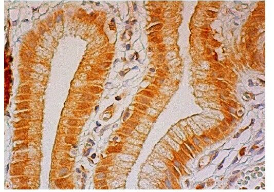 GID4 Antibody (B-6) | SCBT - Santa Cruz Biotechnology