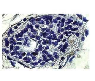 Gill's Hematoxylin Solution, No. 2 | CAS 517-28-2 | SCBT - Santa Cruz Biotechnology