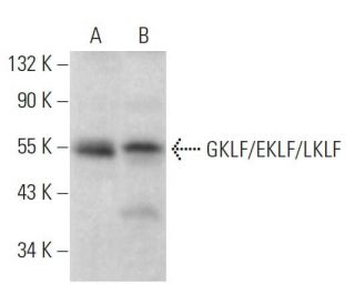 GKLF/EKLF/LKLF Antibody (F-8) - Western Blotting - Image 379325