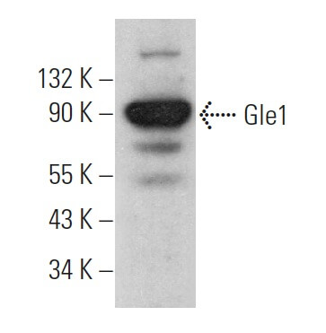 Gle1 Antibody (G-9) | SCBT - Santa Cruz Biotechnology