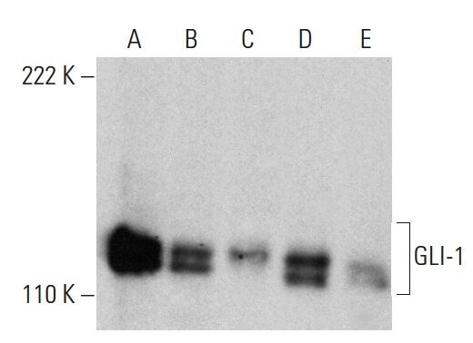 GLI-1/GLI1抗体 (A-7) | SCBT - Santa Cruz Biotechnology
