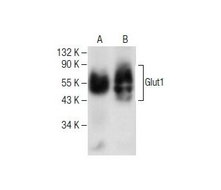 Glut1 Antibody (A-4) - Western Blotting - Image 282552