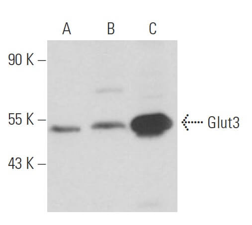 Anti-Glucose Transporter Glut3 Antibody (G-5) | SCBT - Santa Cruz ...