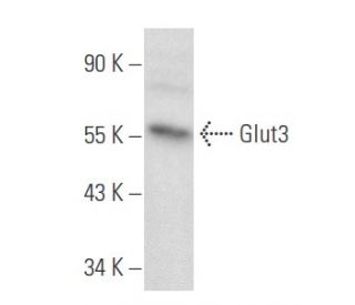 Glut3 Antibody (G-5) - Western Blotting - Image 355837