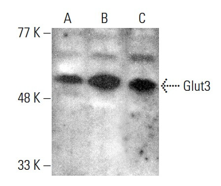 Glucose Transporter Glut3 Antibody (G-5) | SCBT - Santa Cruz Biotechnology