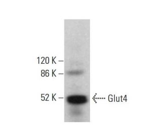 Glut4 Antibody (IF8) - Western Blotting - Image 382873