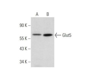 Glut5 Antibody (E-2) - Western Blotting - Image 320902