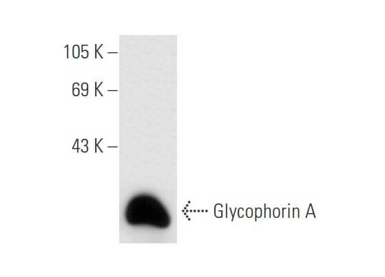 Glycophorin A Antibody (5G119) | SCBT - Santa Cruz Biotechnology