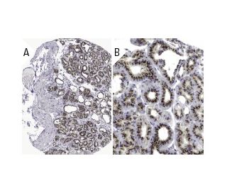 GM130 Antibody (H-7) - Immunohistochemistry - Image 17010